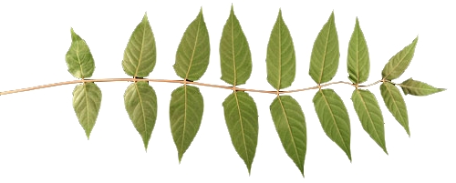 Reconnaissance des arbres par les feuilles: l'ailante