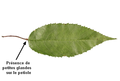 Reconnaissance des arbres par les feuilles: le merisier